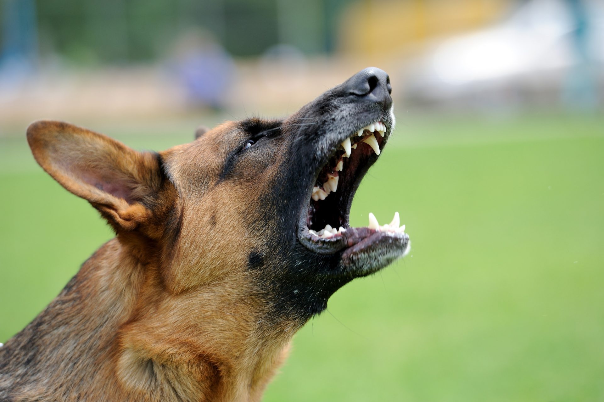 Using Man’s Best Friend as a Dangerous Weapon - Carey Law Office